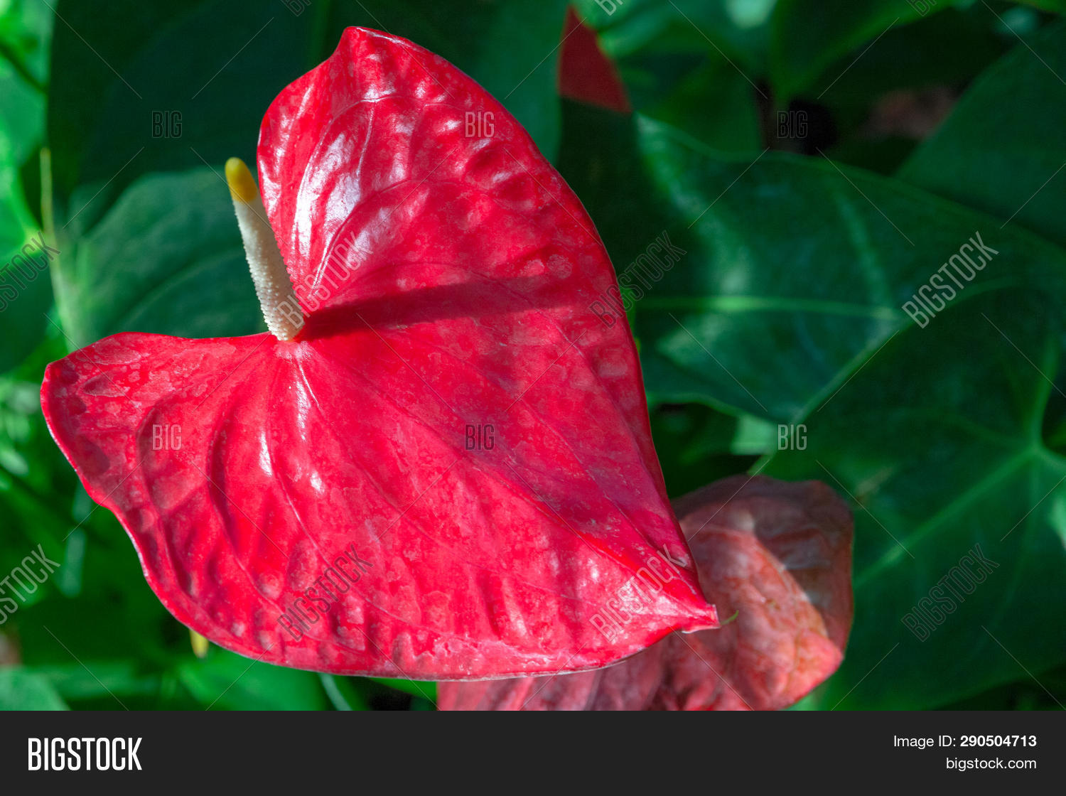 Anthurium, Flamingo Image & Photo (Free Trial) | Bigstock