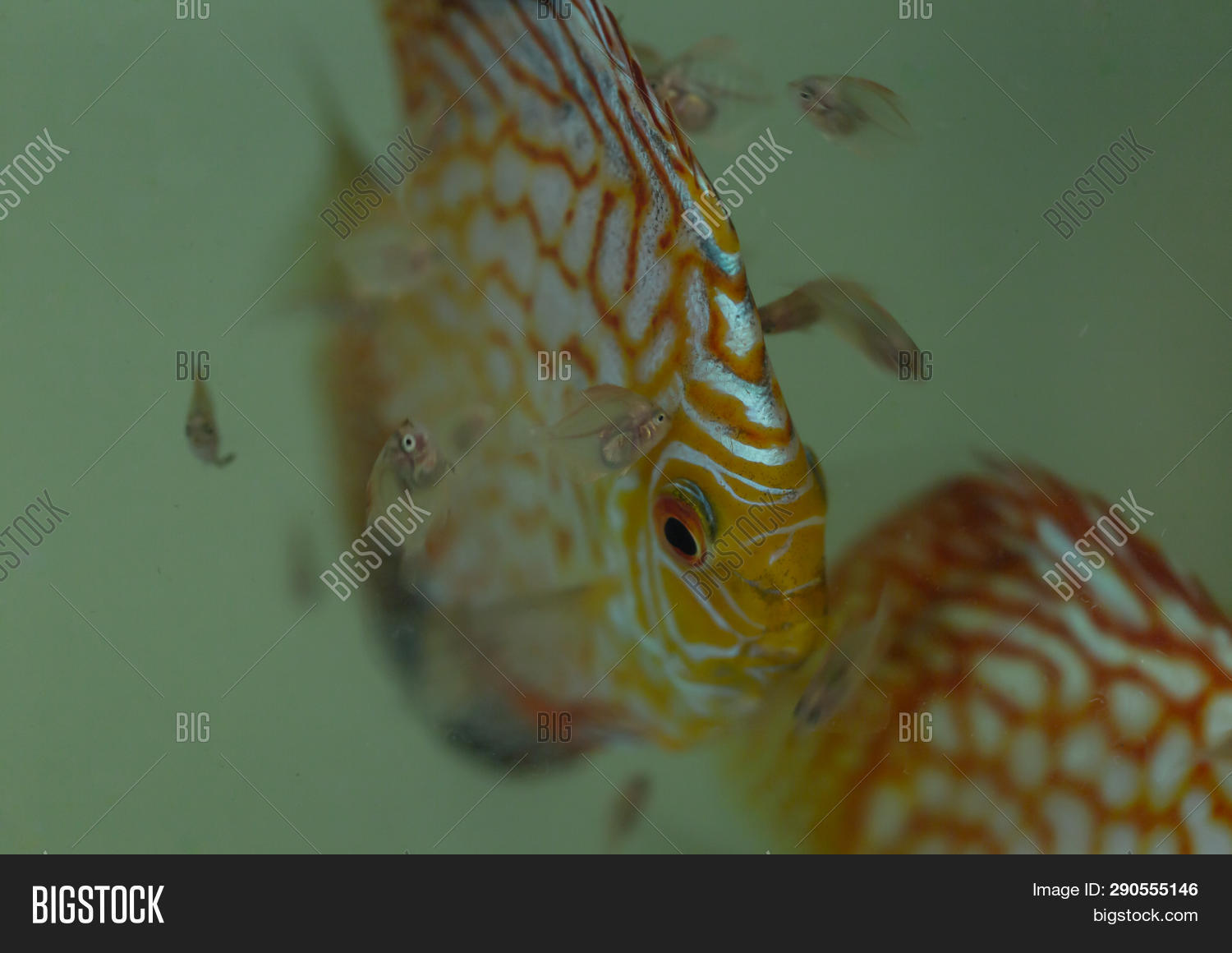 Discus Parents Pigeon Image & Photo (Free Trial) | Bigstock