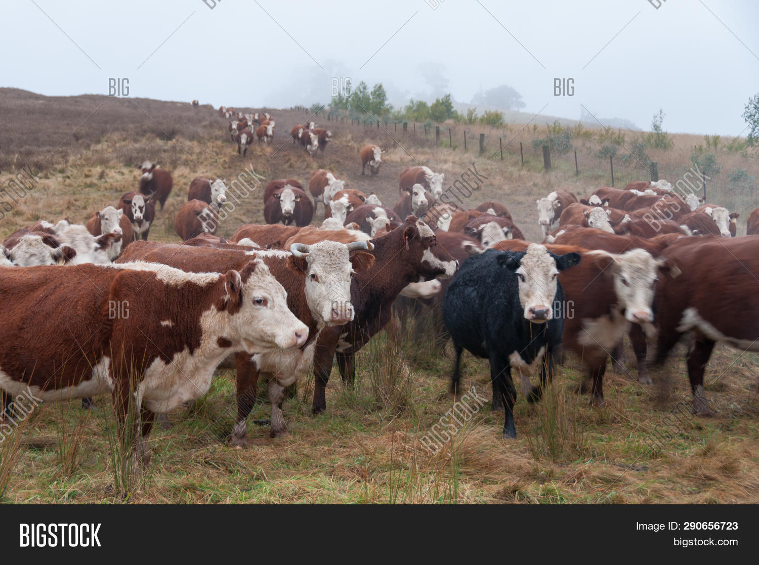 Herd Hereford Cows On Image & Photo (Free Trial) | Bigstock