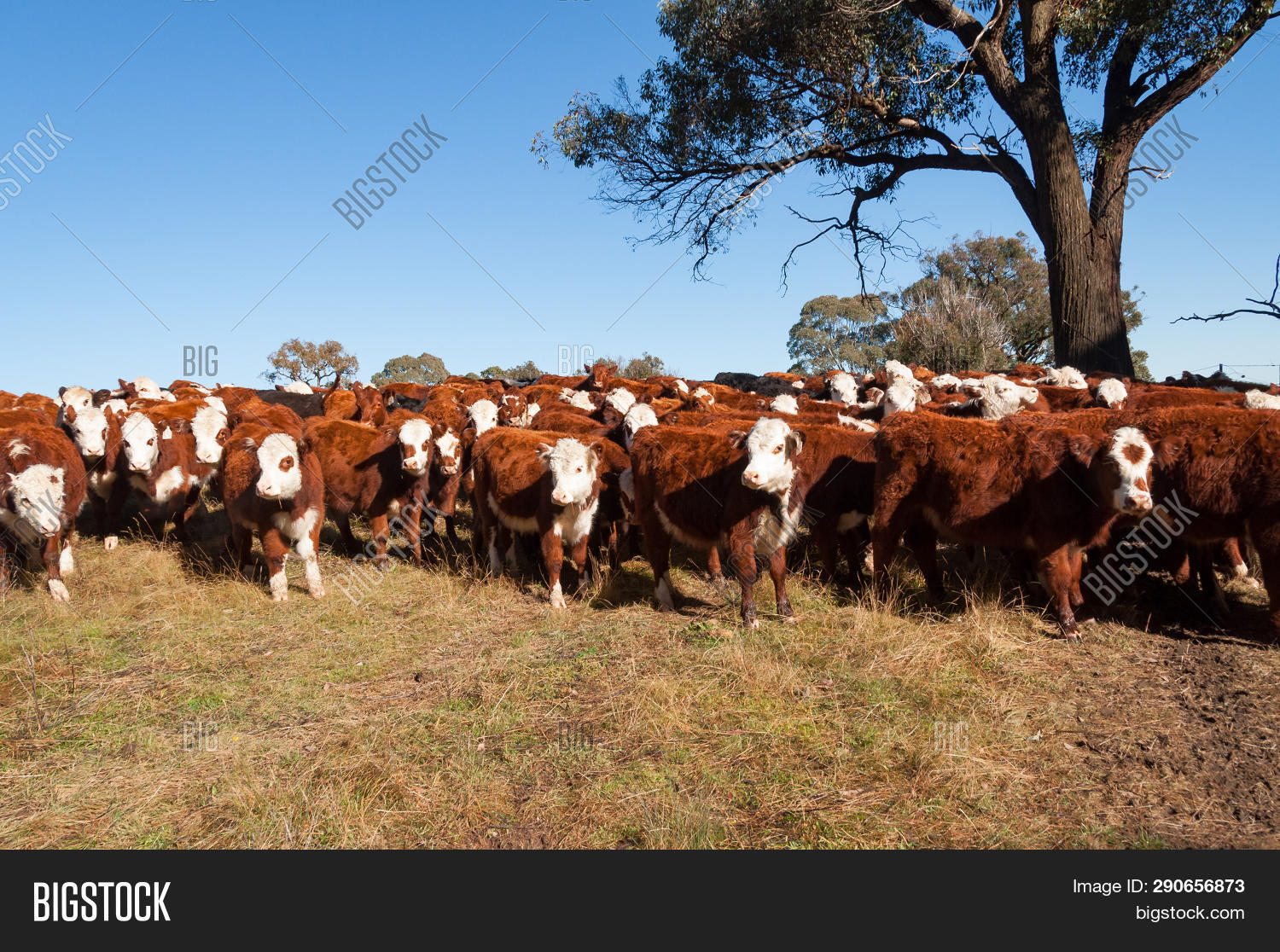 Red Hereford Cows Image & Photo (Free Trial) | Bigstock