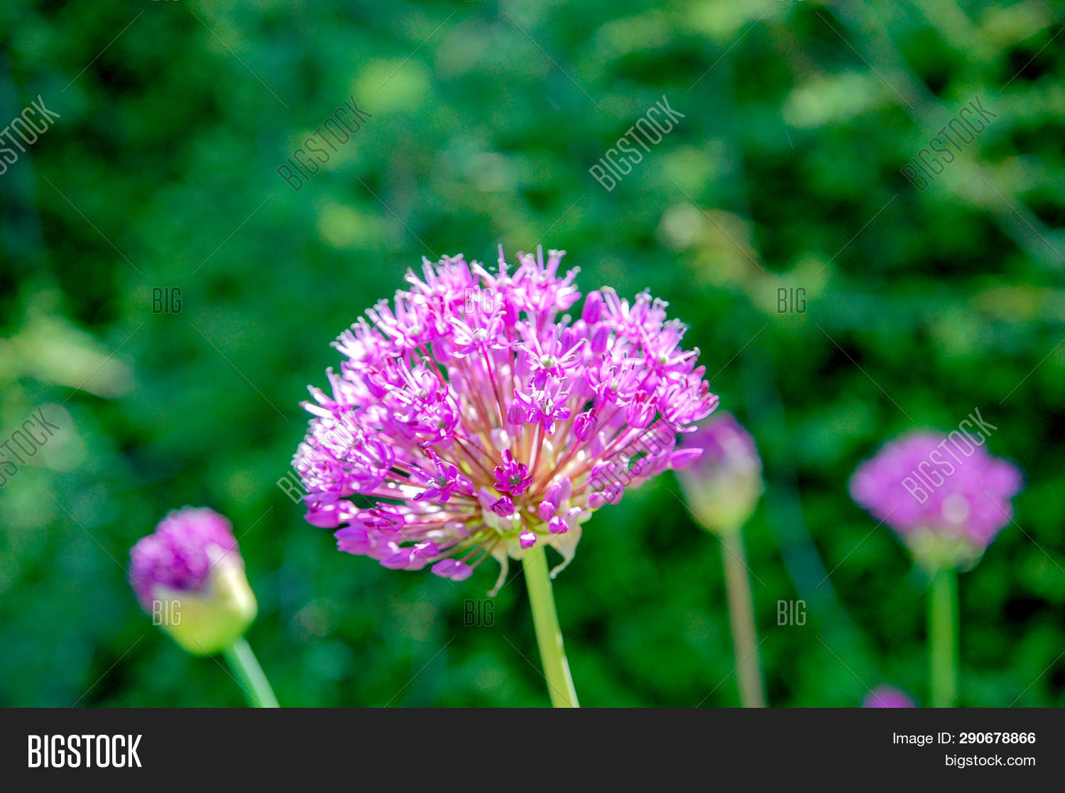 Flower Name Allium Image & Photo (Free Trial) | Bigstock