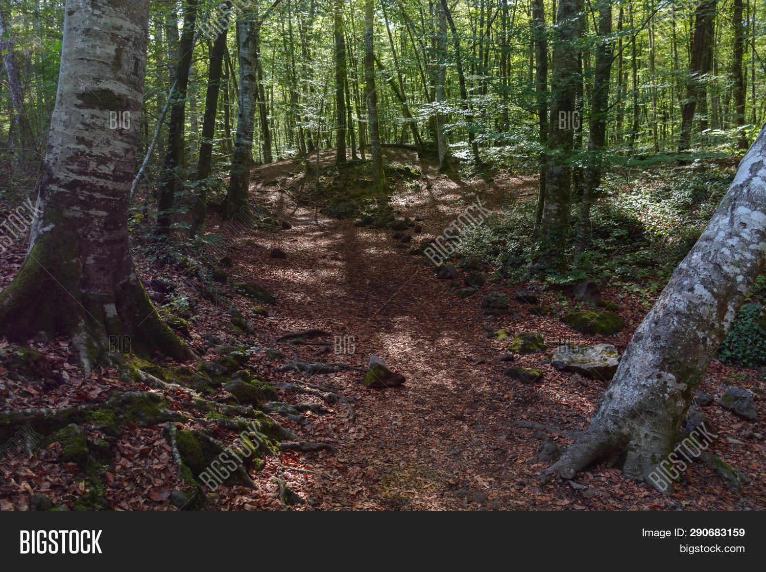 Bucolic Scene Nature Image & Photo (Free Trial) | Bigstock