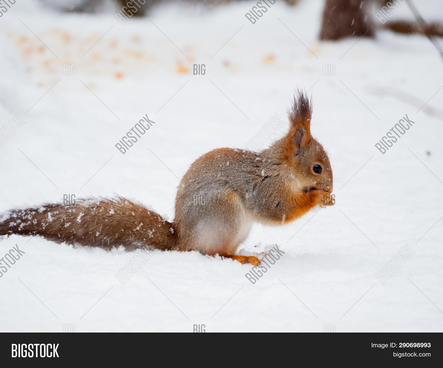 Ginger Squirrel Sits Image & Photo (Free Trial) | Bigstock