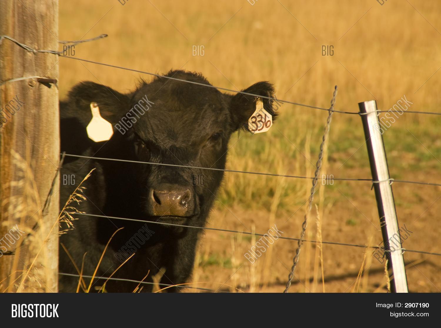 Black Angus Beef Cow Image & Photo (Free Trial) | Bigstock