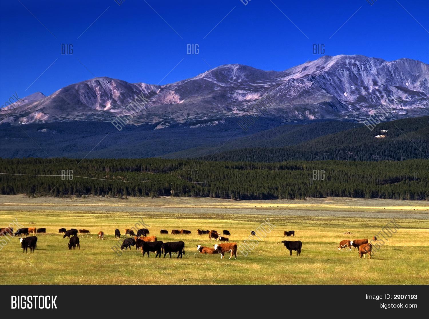 Cattle On Colorado Image & Photo (Free Trial) | Bigstock