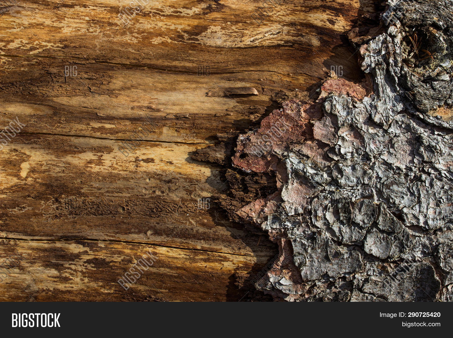 Fantasy Wood Texture Image & Photo (Free Trial) | Bigstock