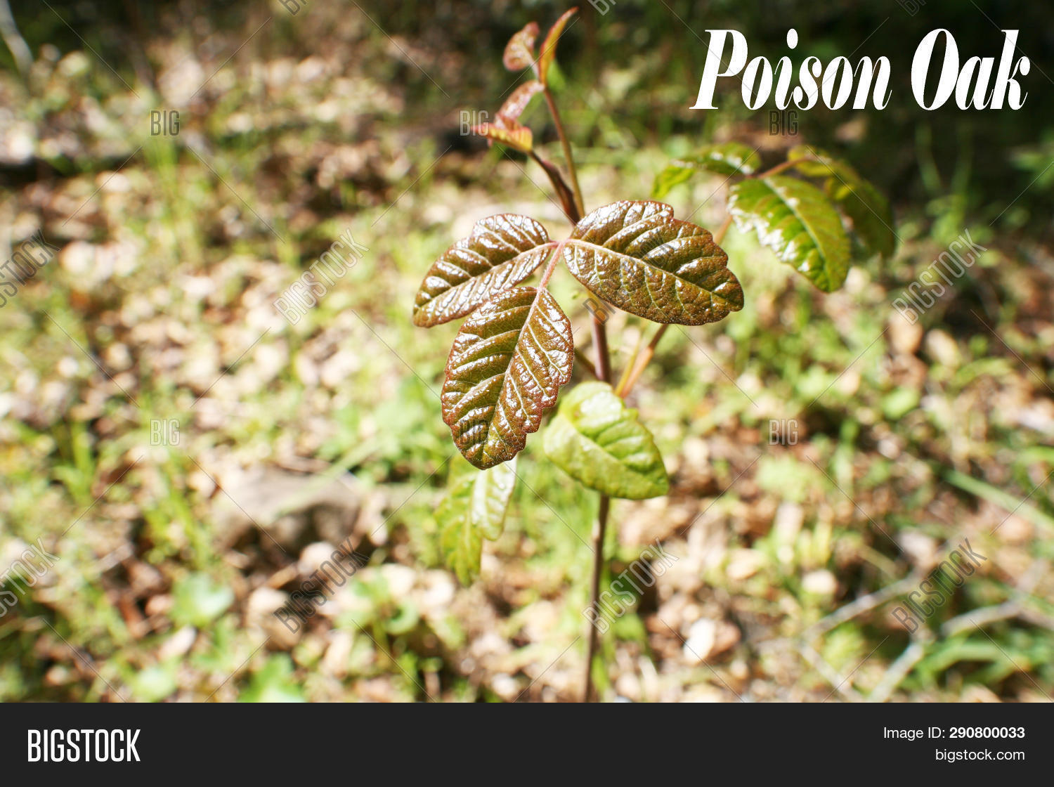 Poison Oak Leaf Plant Image & Photo (Free Trial) | Bigstock