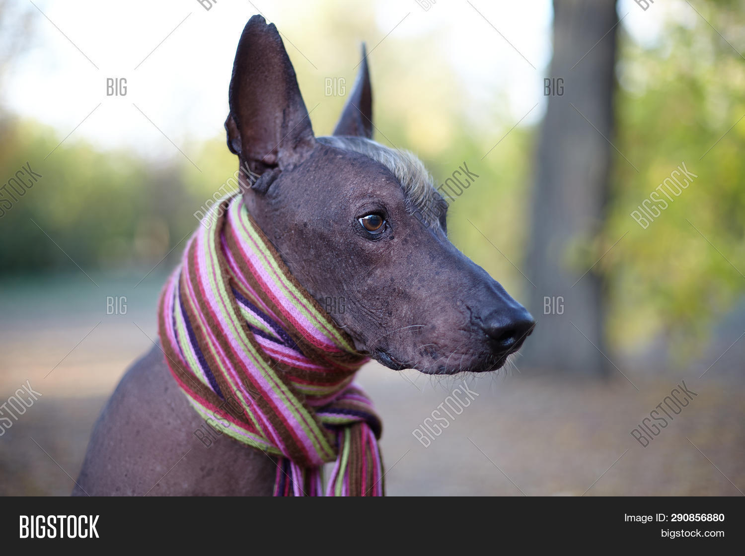 Xoloitzcuintle Dog ( Image & Photo (Free Trial) | Bigstock