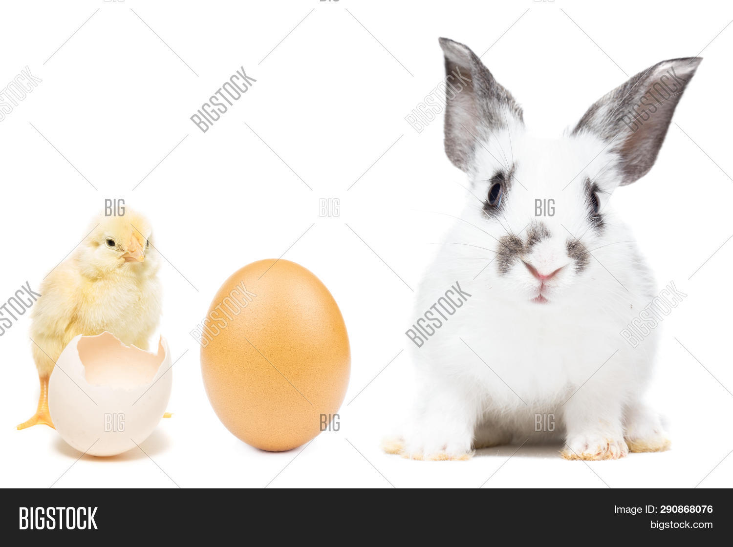 Imagen y foto Chicken Rabbit On (prueba gratis) | Bigstock
