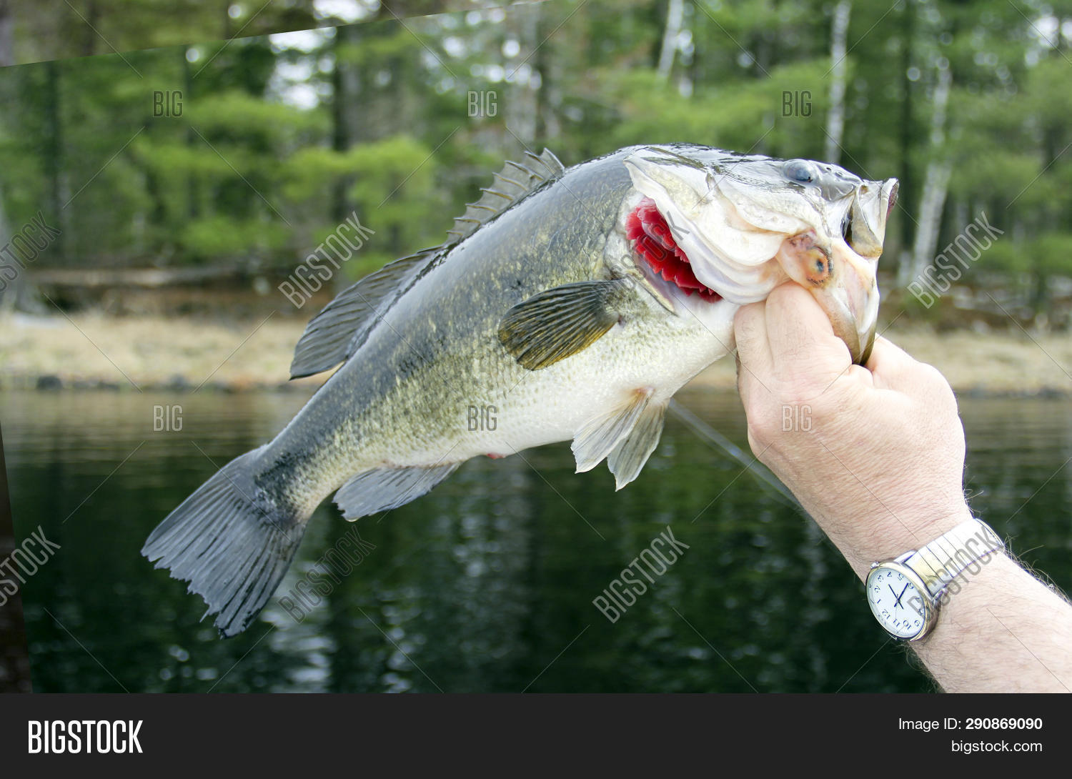 Largemouth Bass Image & Photo (Free Trial) | Bigstock