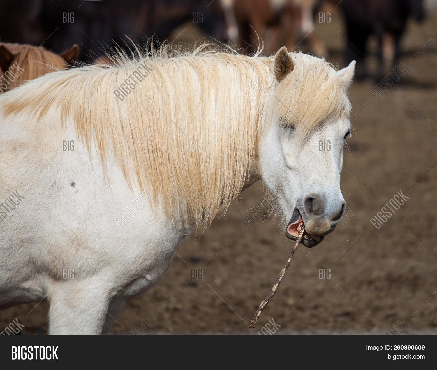 Portrait White Image & Photo (Free Trial) | Bigstock
