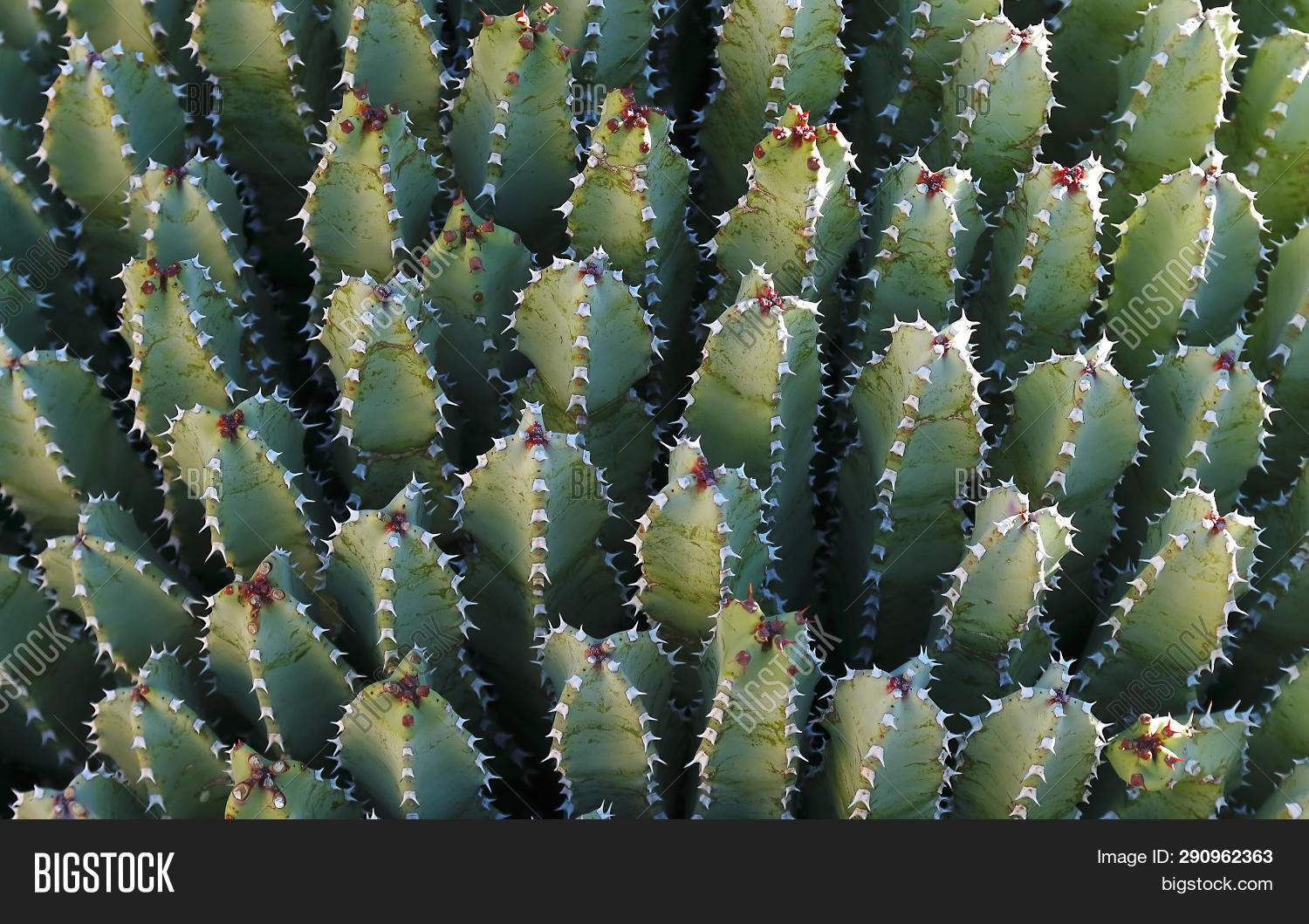 Resin Spurge ( Image & Photo (Free Trial) | Bigstock