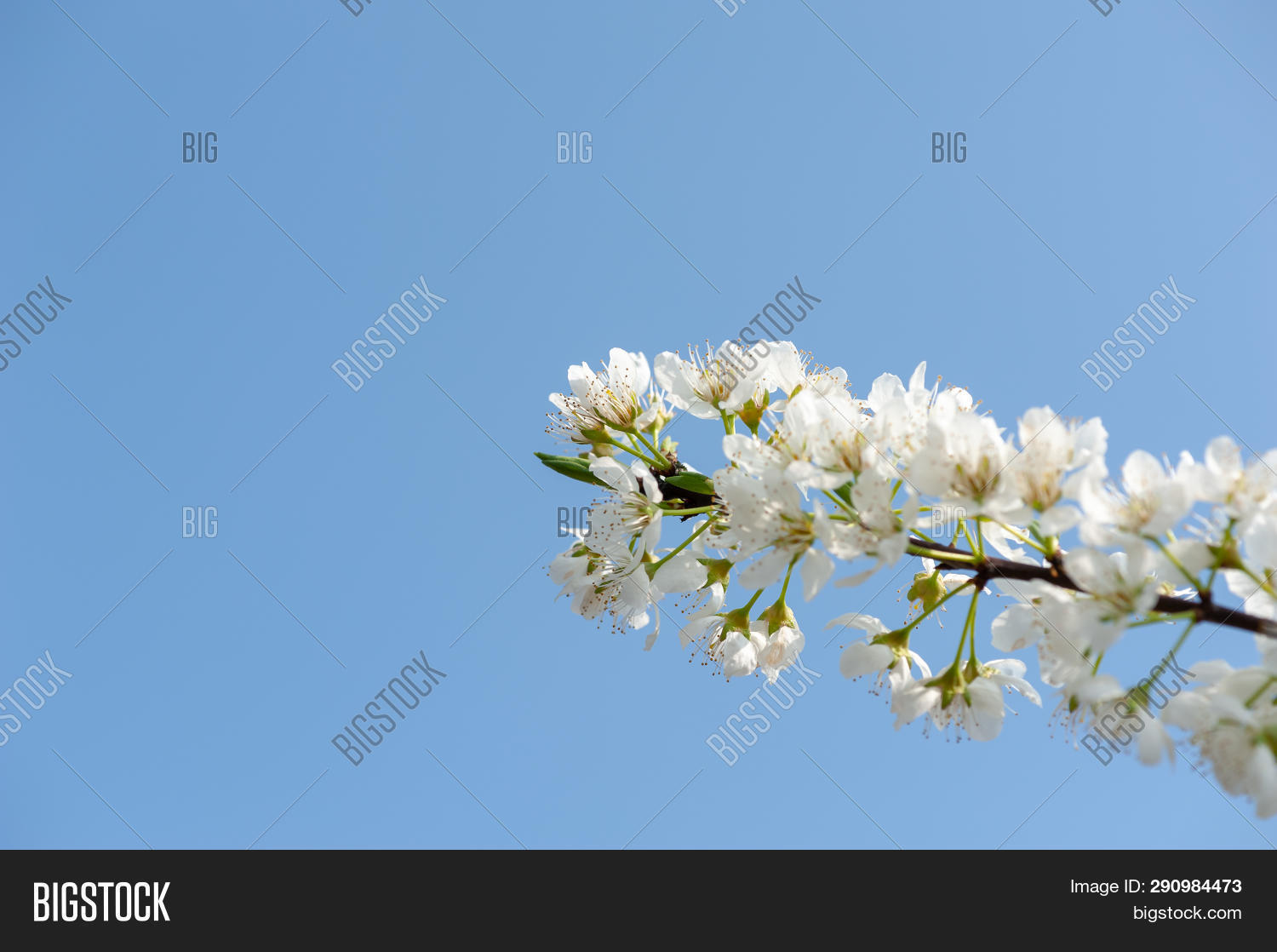 Pear Blossom Tree Image & Photo (Free Trial) | Bigstock