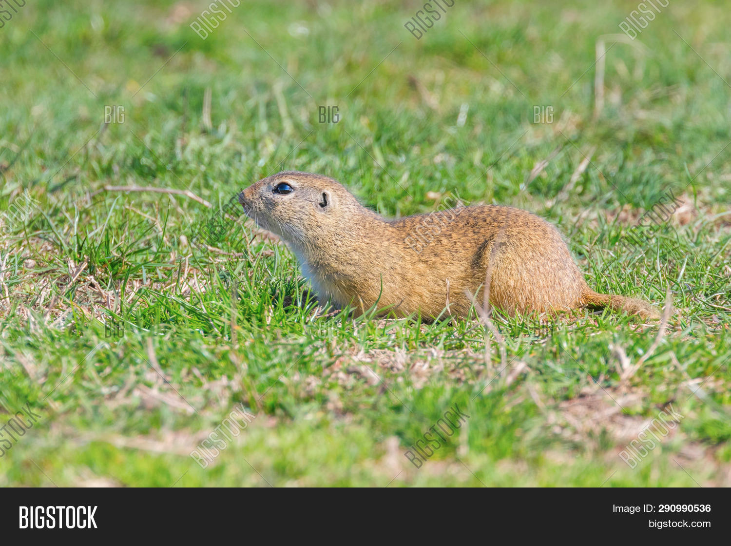 Souslik (spermophilus Image & Photo (Free Trial) | Bigstock