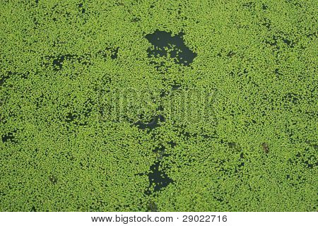 Swamp Water Texture Image & Photo (Free Trial) | Bigstock