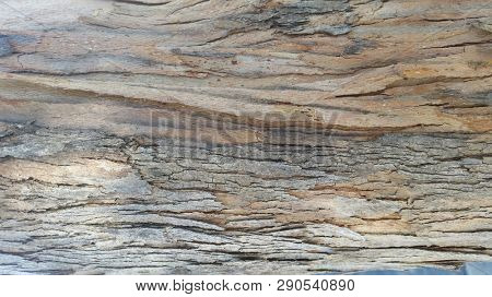 Gumtree Images, Illustrations & Vectors (Free) - Bigstock