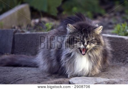 Cat Reaction Image & Photo (Free Trial) | Bigstock