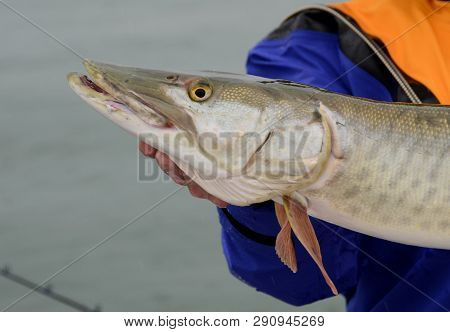 Muskie Images, Illustrations & Vectors (Free) - Bigstock