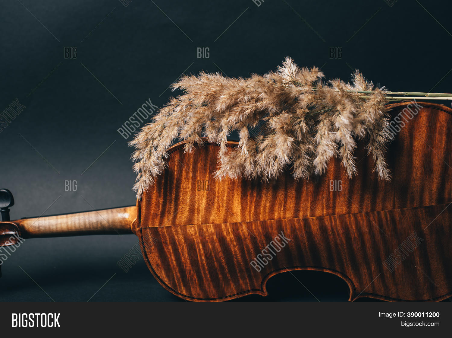 Back Beautiful Violin Image & Photo (Free Trial) | Bigstock