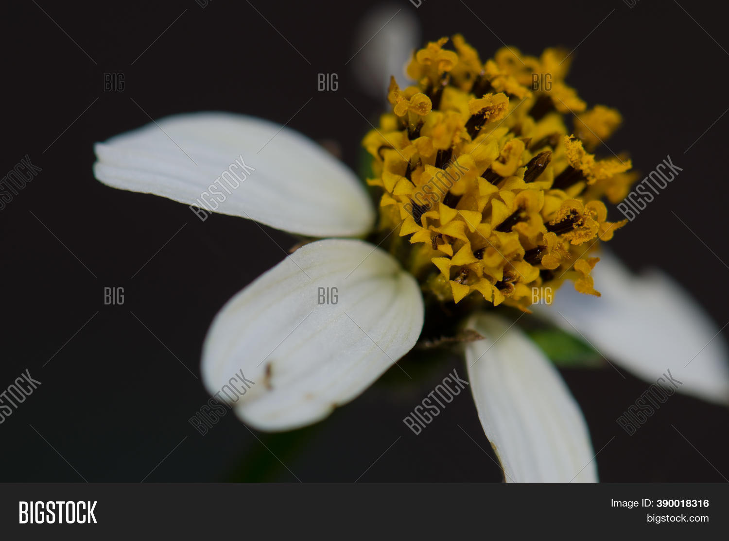 Flower Black-jack Image & Photo (Free Trial) | Bigstock