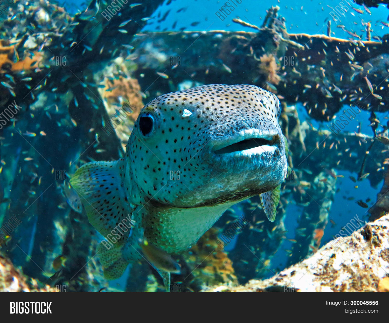 Underwater Photo Cute Image & Photo (Free Trial) | Bigstock