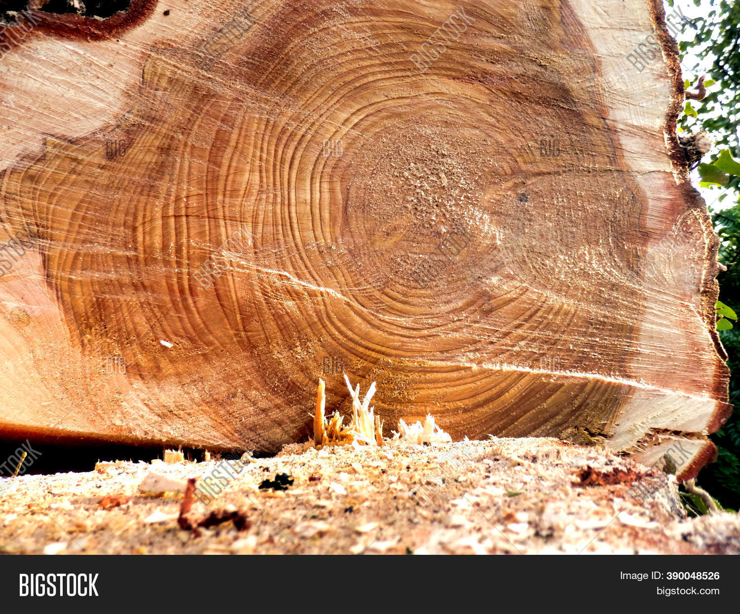 Cross Section Trunk Image & Photo (Free Trial) | Bigstock