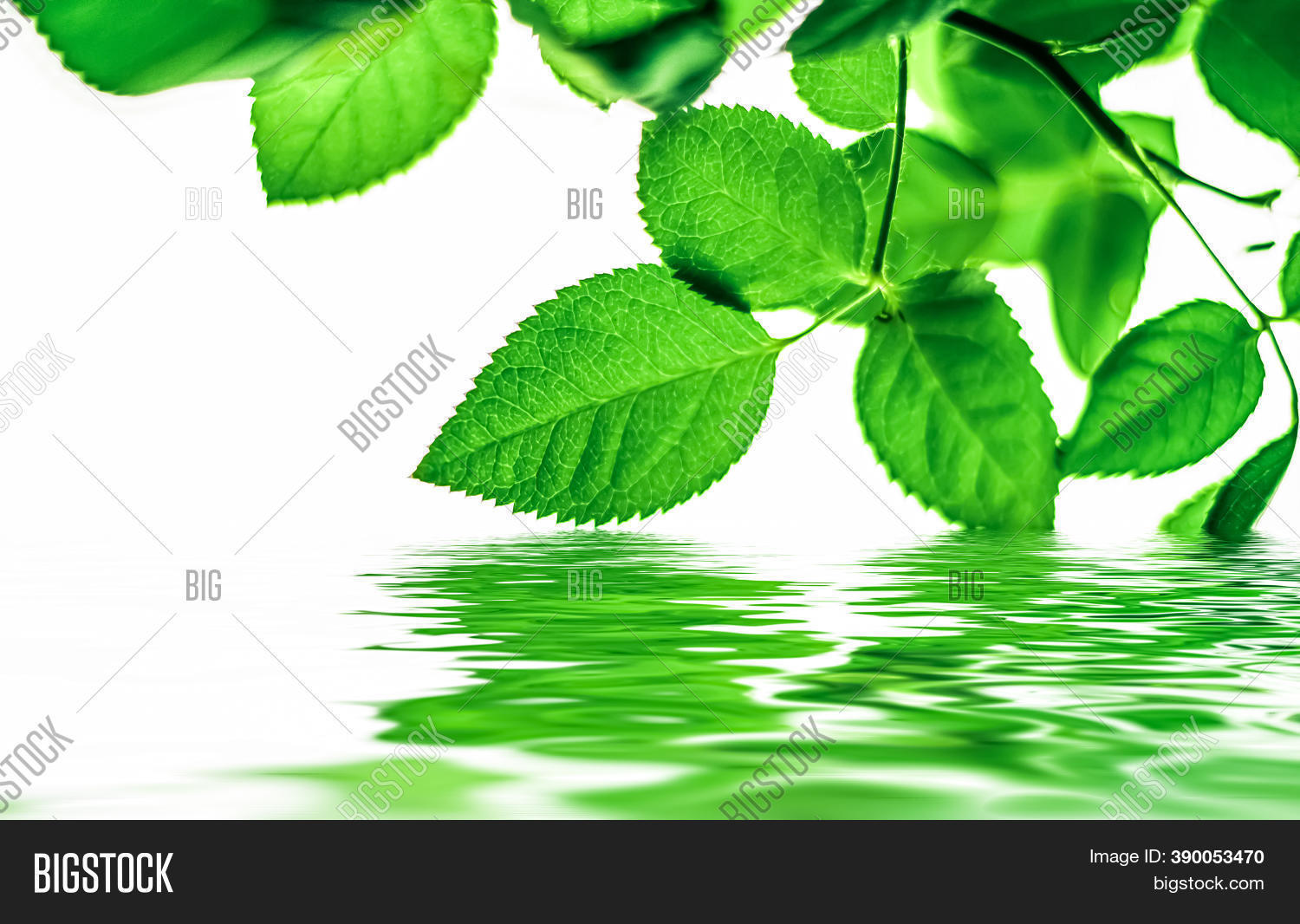 Green Leaves Spring Image & Photo (Free Trial) | Bigstock