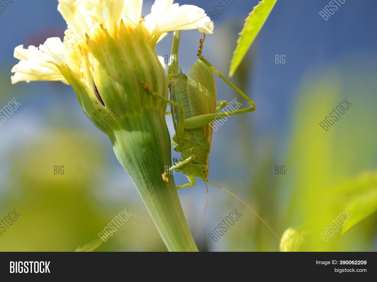 Green Locust Sits On Image & Photo (Free Trial) | Bigstock