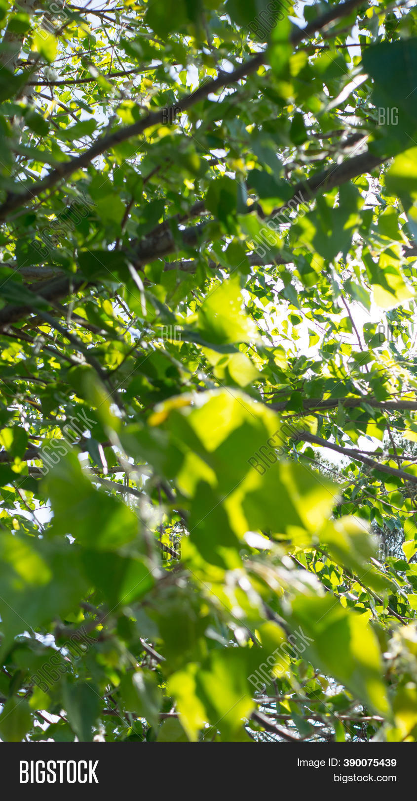 Green Leaves Poplar Image & Photo (Free Trial) | Bigstock