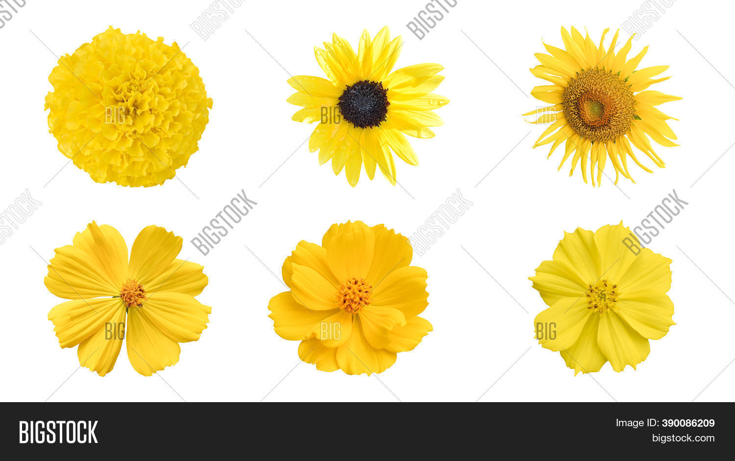 Types Of Yellow Flowers