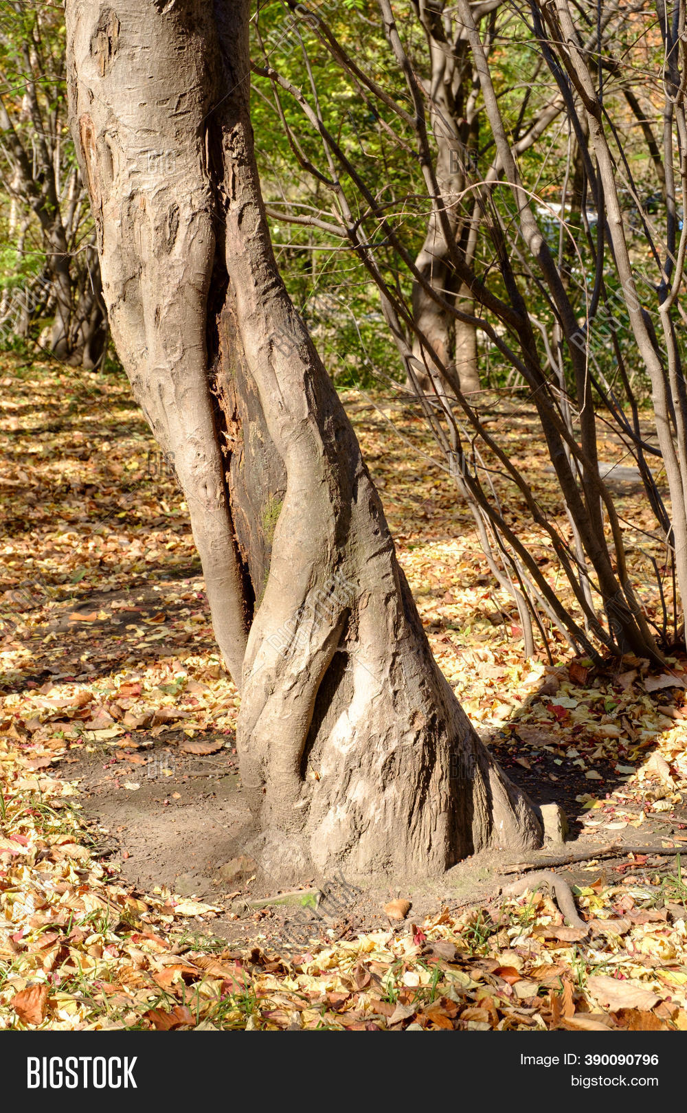 Ornate, Twisted Tree Image & Photo (Free Trial) | Bigstock