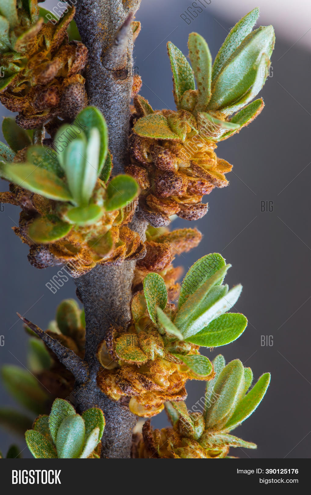 Blooming Sea Buckthorn Image & Photo (Free Trial) | Bigstock