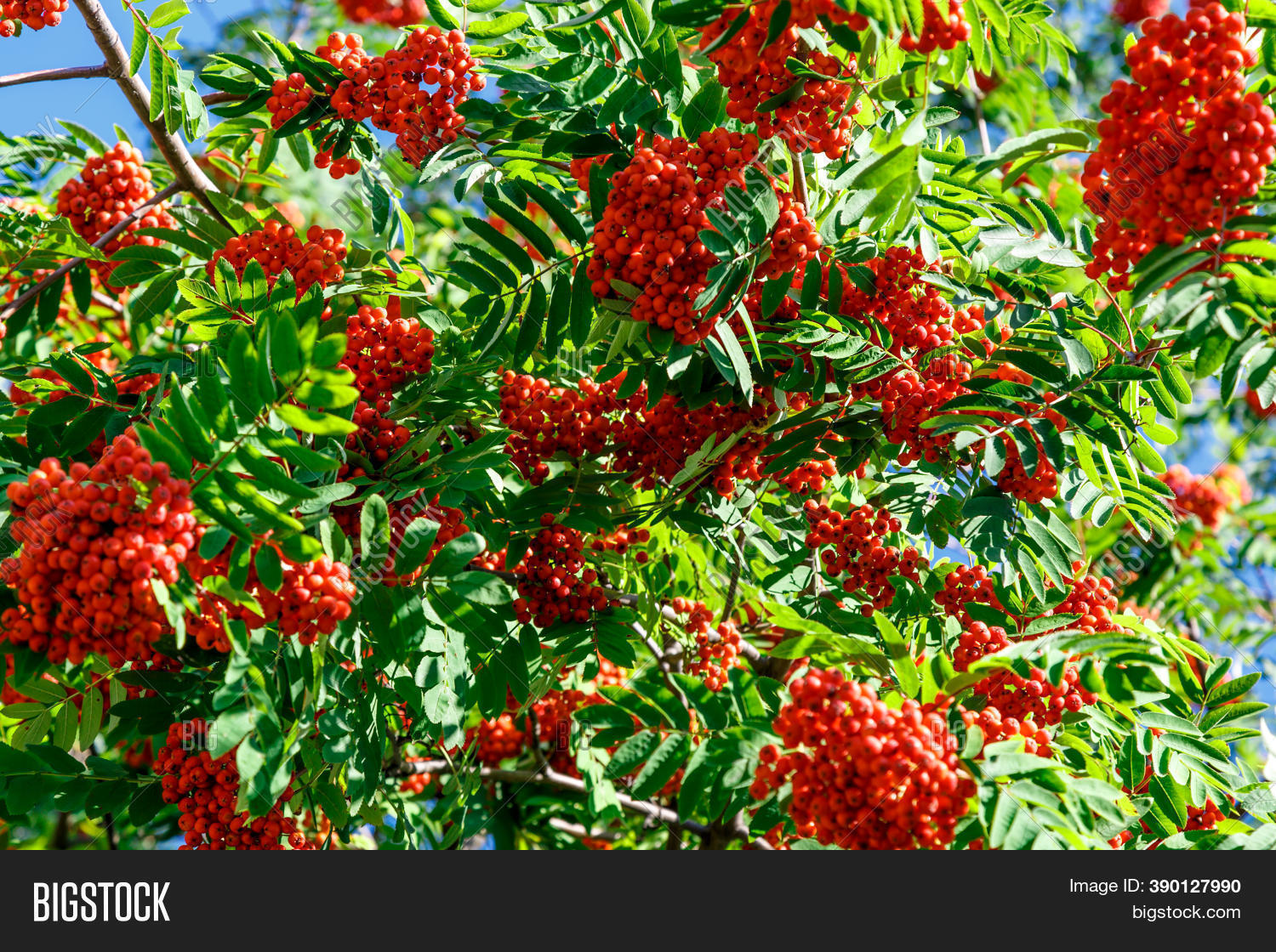 Rowan Branches Ripe Image & Photo (Free Trial) | Bigstock
