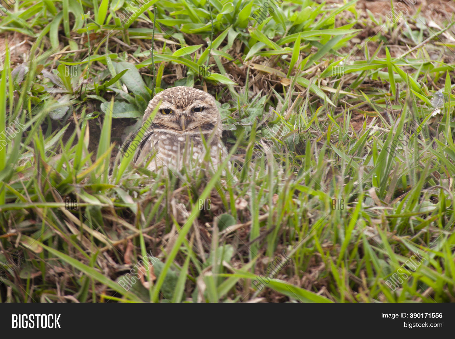 Burrowing Owl Middle Image & Photo (Free Trial) | Bigstock