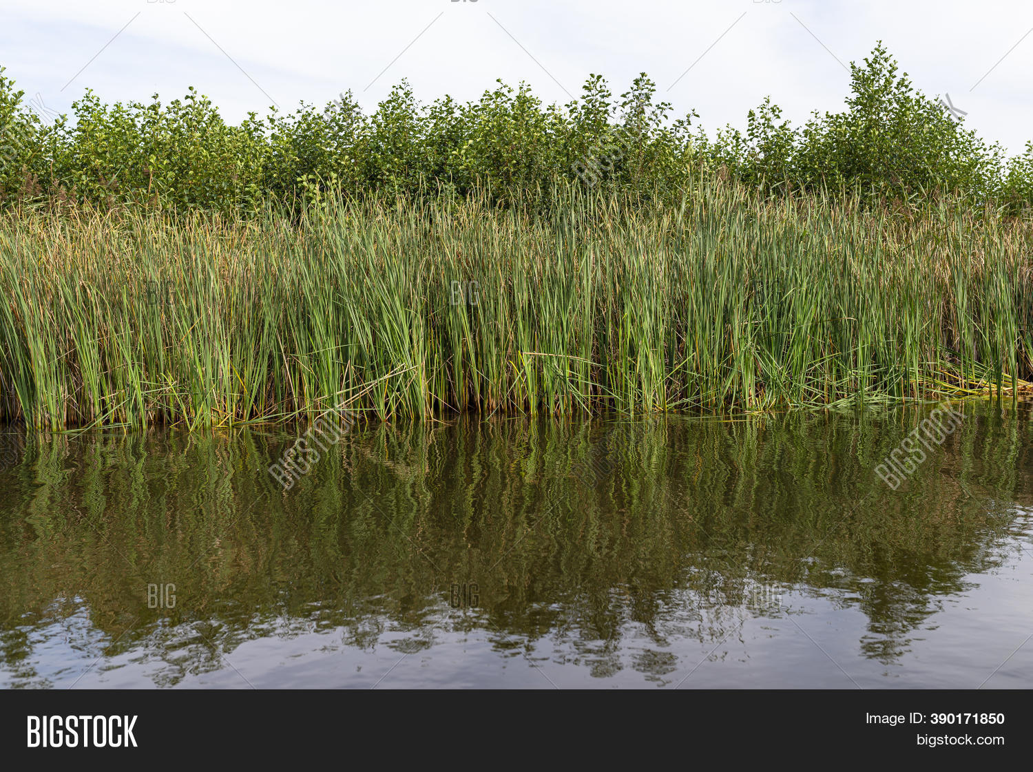 Green Reeds Growing Image & Photo (Free Trial) | Bigstock