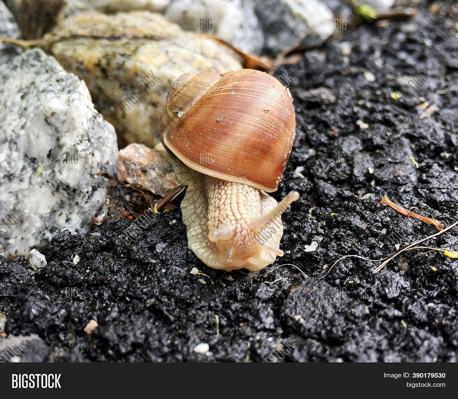 Small Garden Snail Image & Photo (Free Trial) | Bigstock