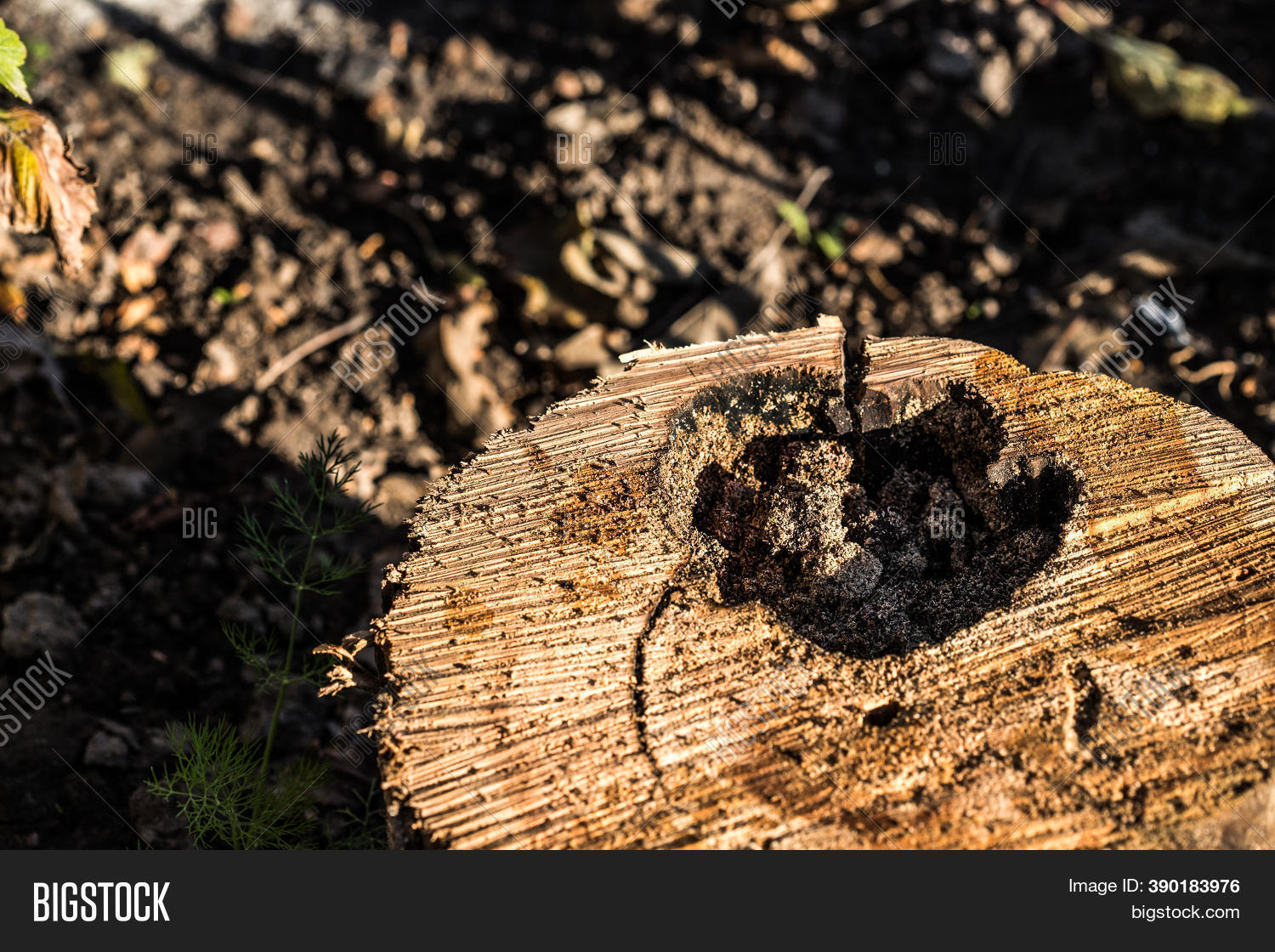 Old Rotten Wood Rotten Image & Photo (Free Trial) | Bigstock
