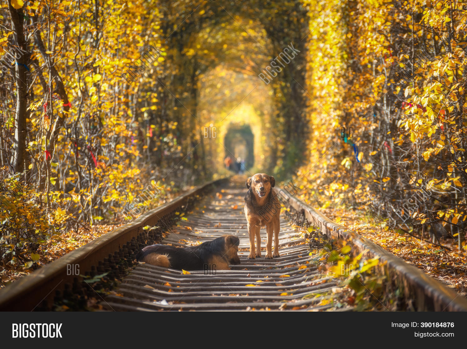Two Beautiful Dogs On Image & Photo (Free Trial) | Bigstock