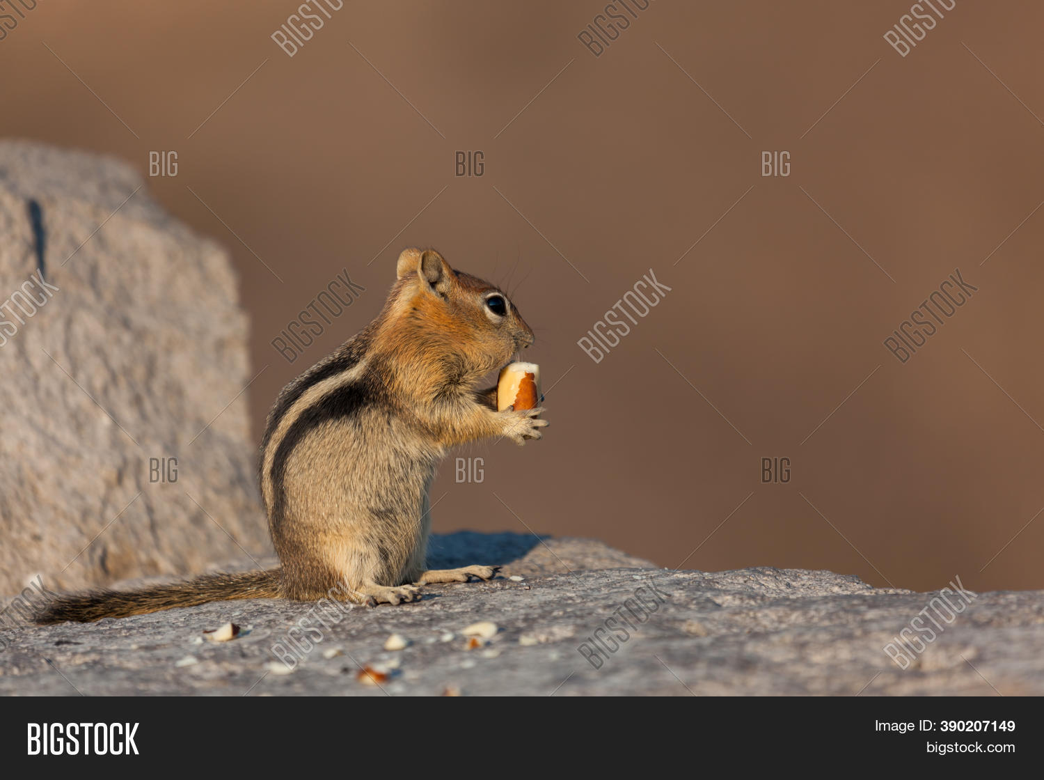 Small Chipmunk Tries Image & Photo (Free Trial) | Bigstock