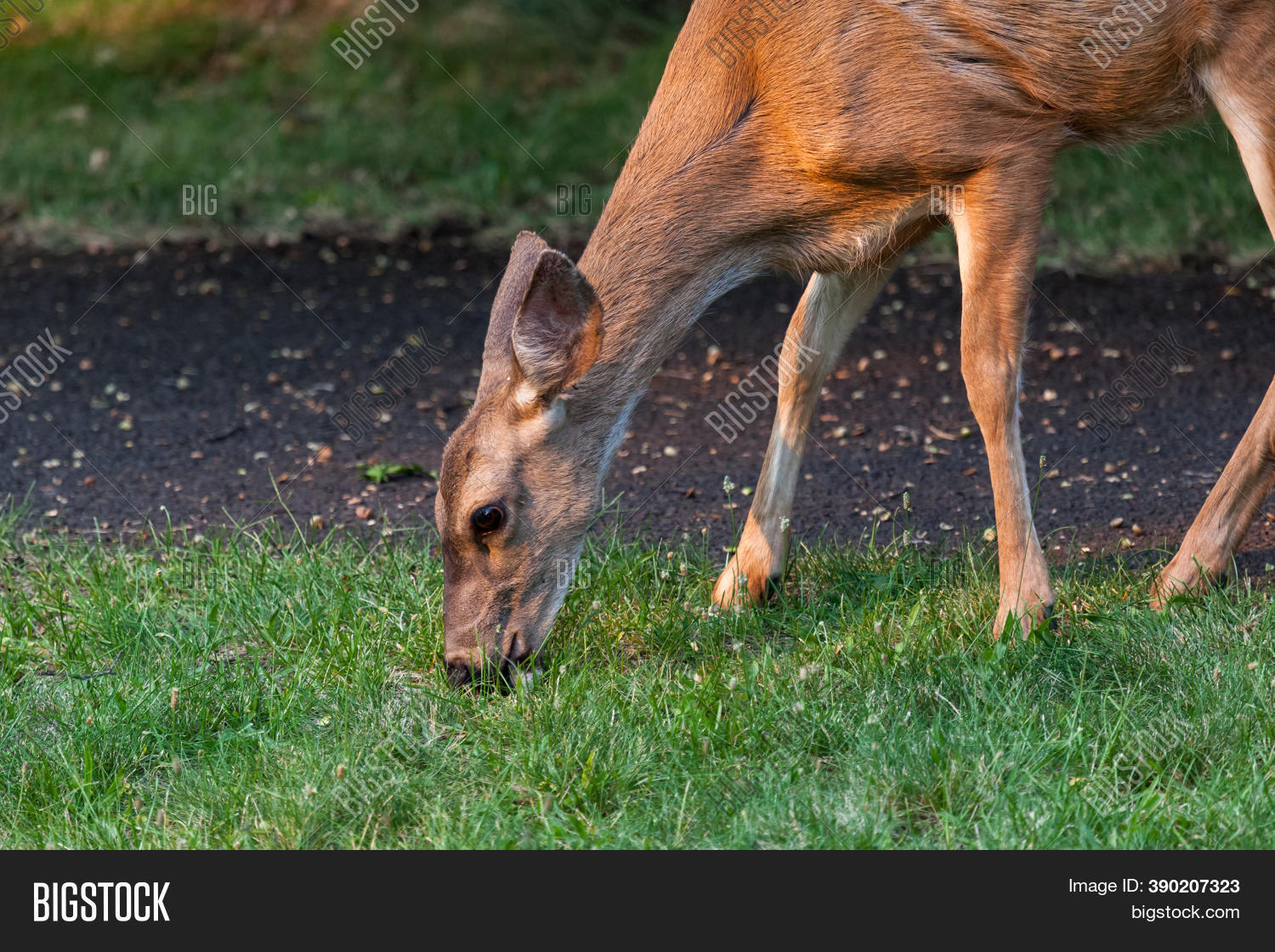 Female Deer Eats Green Image & Photo (Free Trial) | Bigstock
