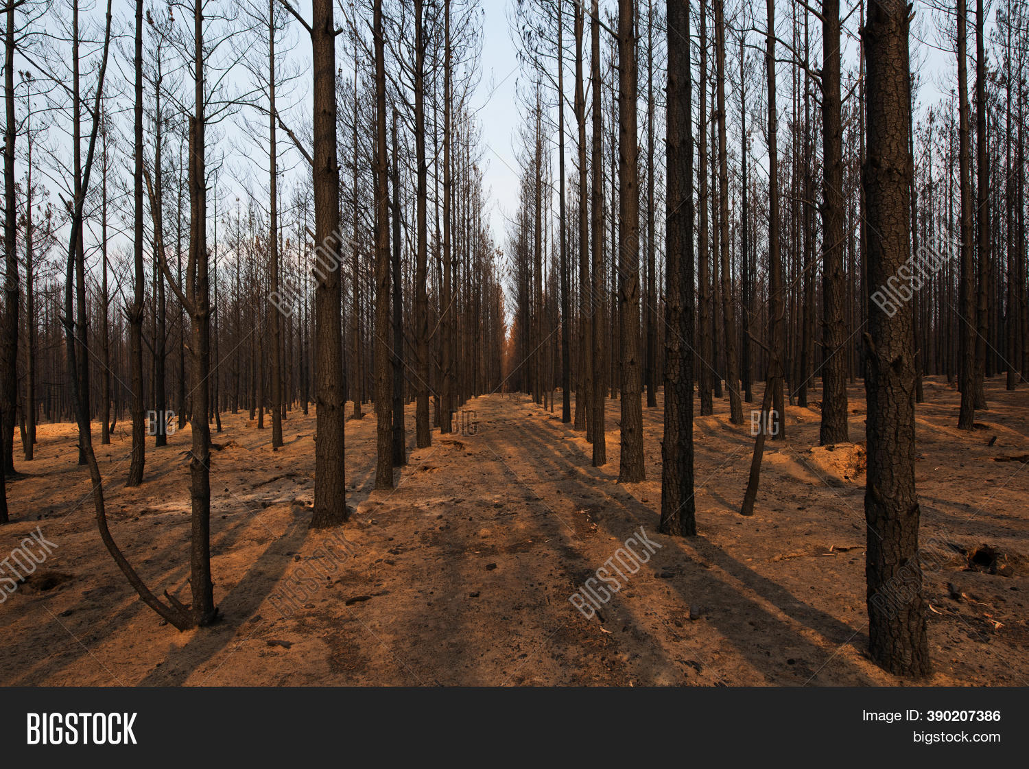 Burnt Trees Pine Image & Photo (Free Trial) | Bigstock