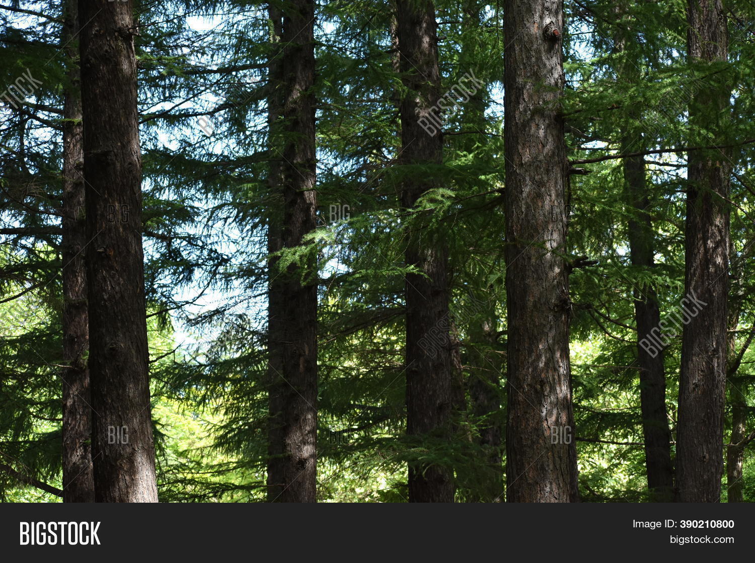 Beautiful Peaceful Image & Photo (Free Trial) | Bigstock