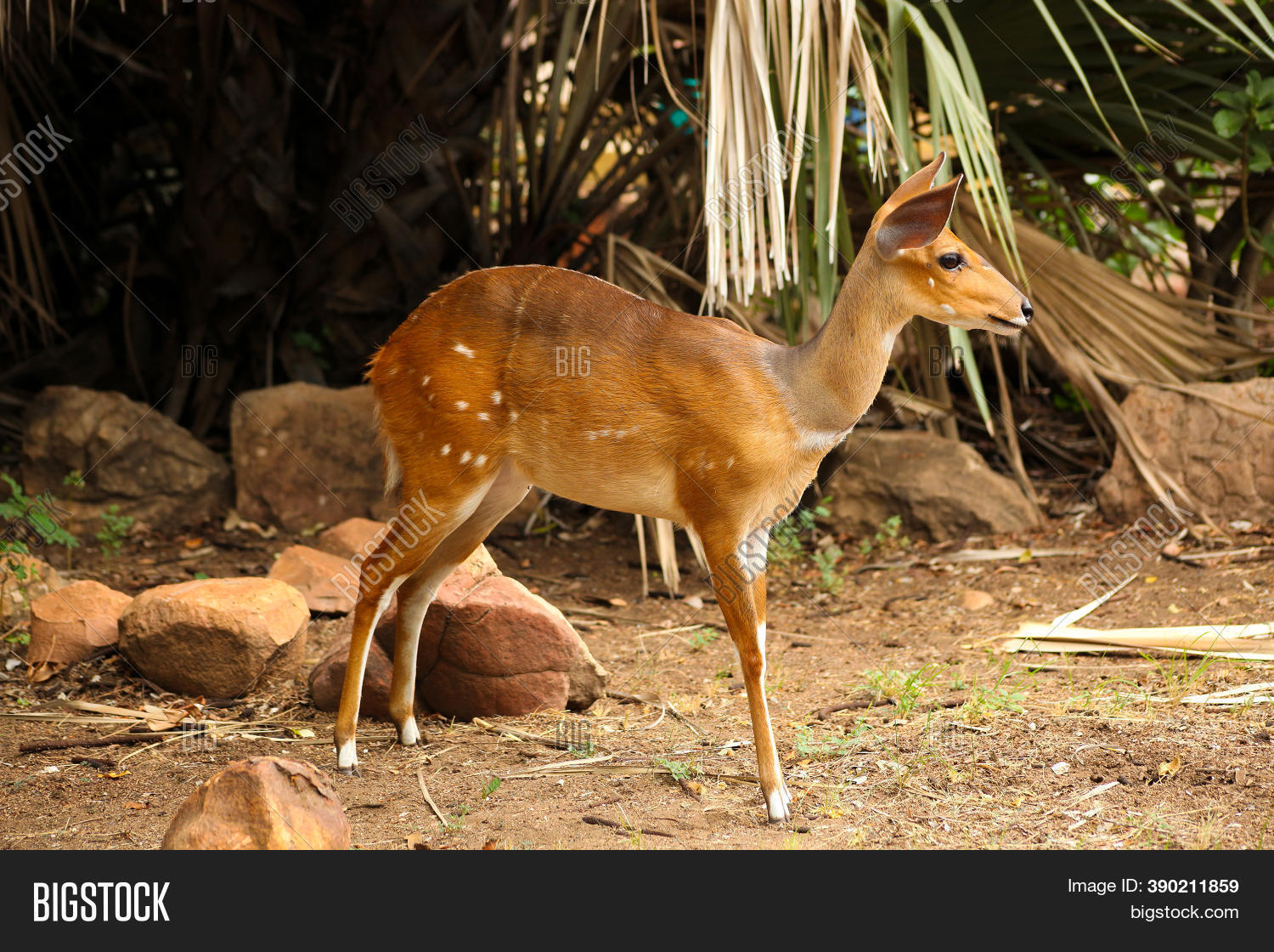 Bushbuck Ewe South Image & Photo (Free Trial) | Bigstock
