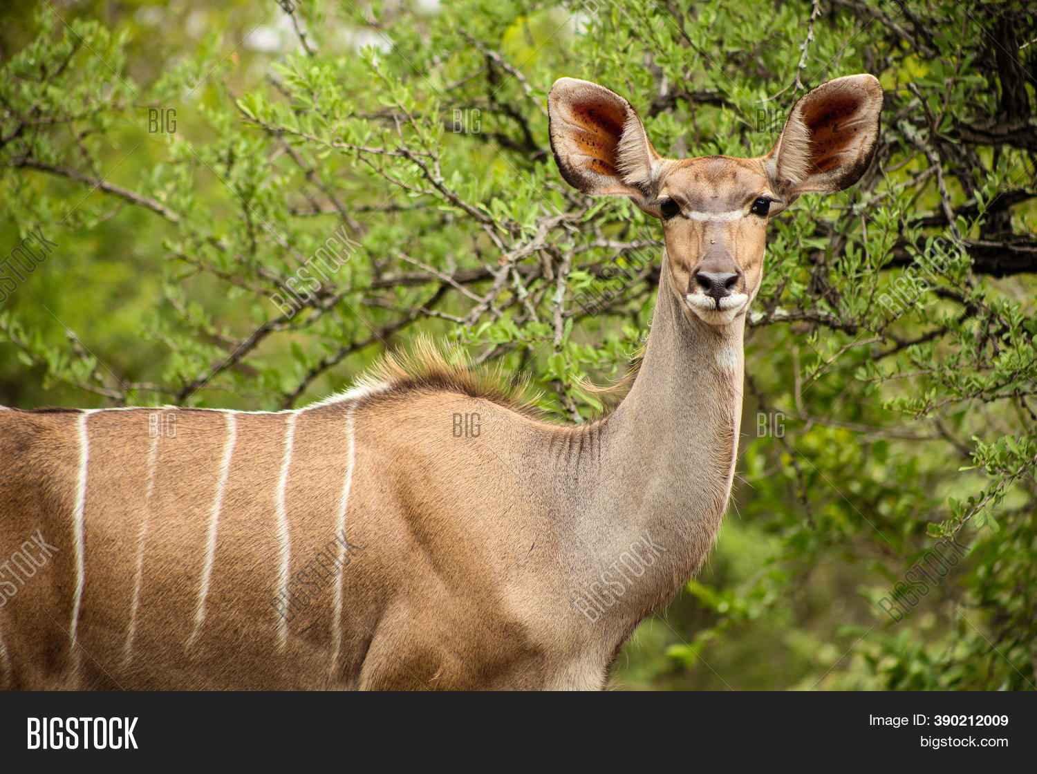 African Kudu Cow Image & Photo (Free Trial) | Bigstock