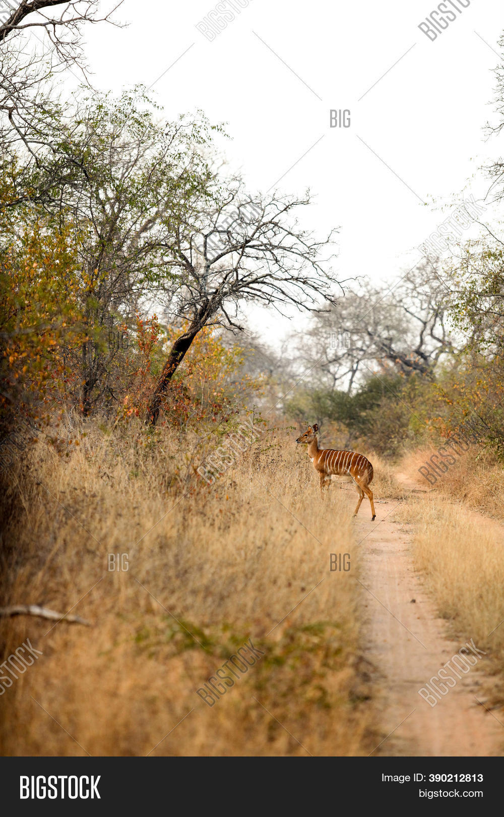 Female Ewe Nyala Buck Image & Photo (Free Trial) | Bigstock