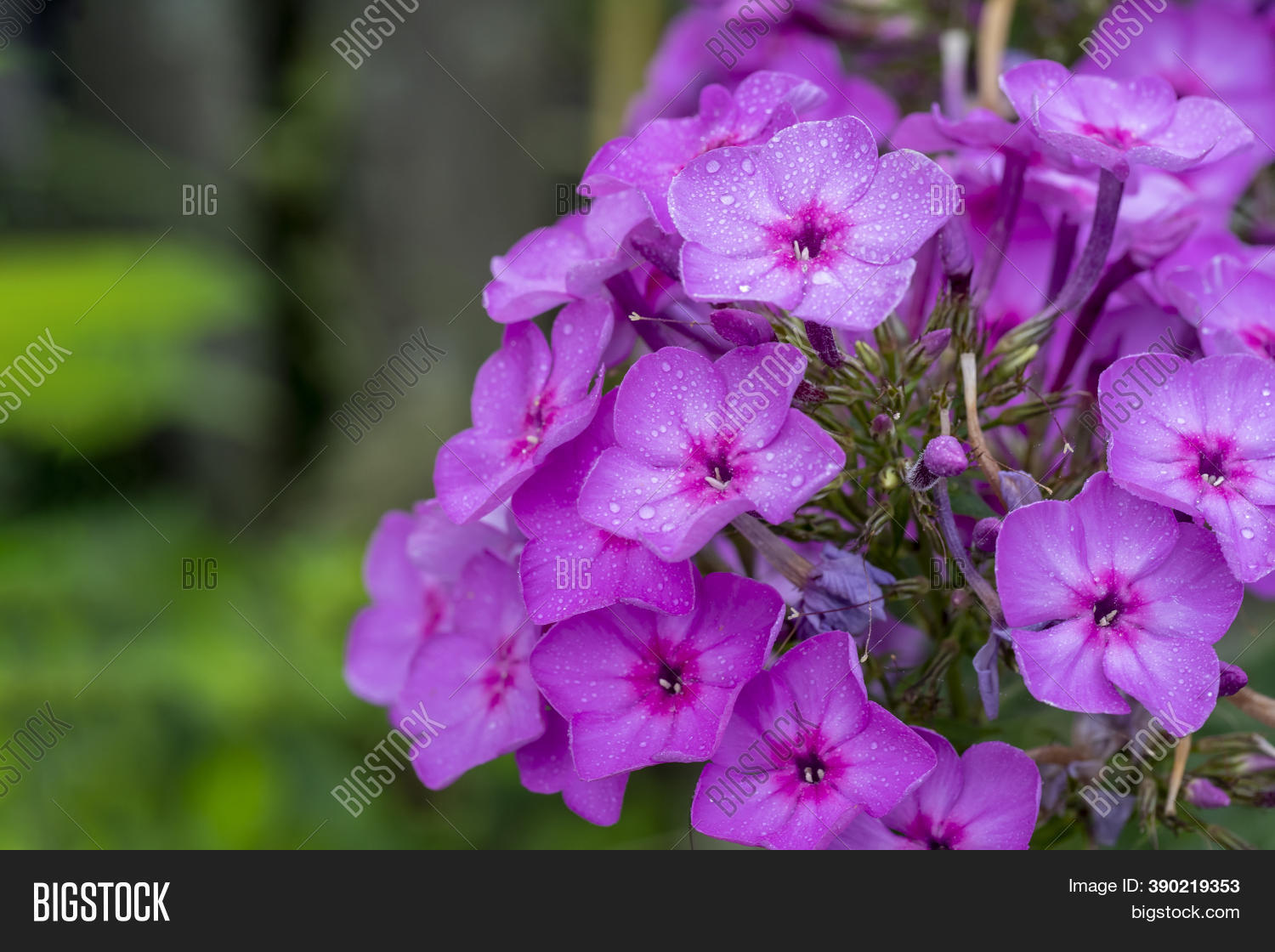 Purple Flame Flowers Image & Photo (Free Trial) | Bigstock