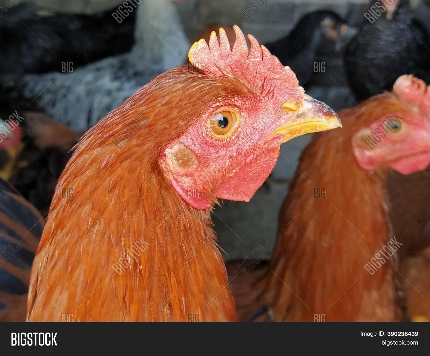 Portrait Ginger Image & Photo (Free Trial) | Bigstock