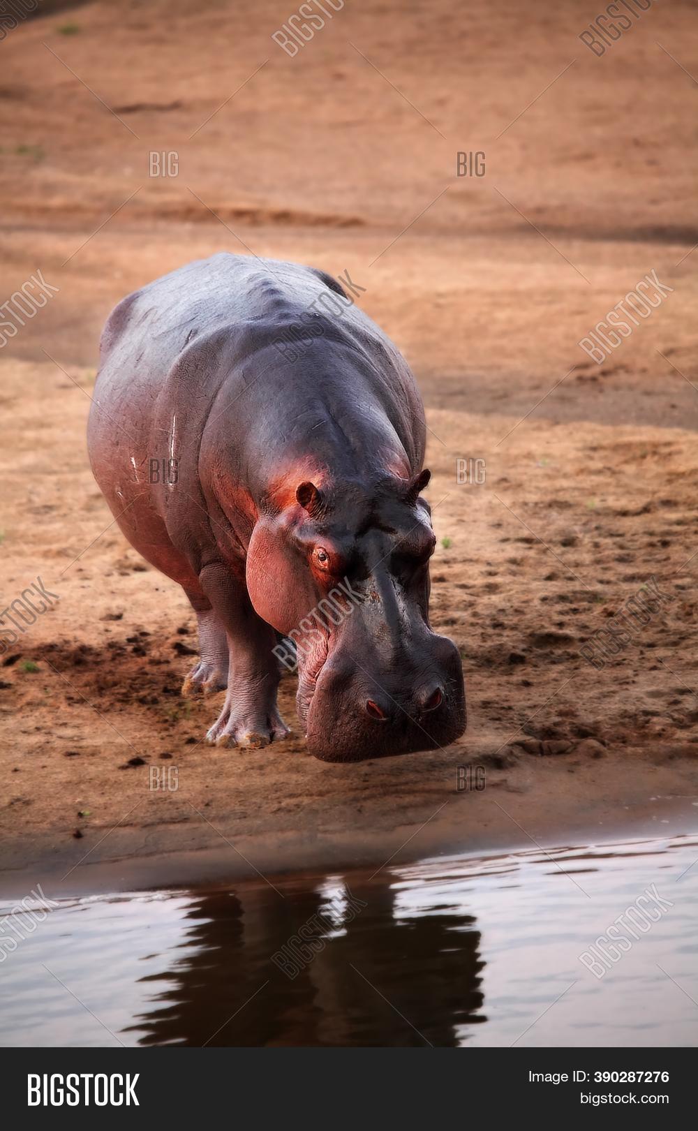 One Hippo ( Image & Photo (Free Trial) | Bigstock
