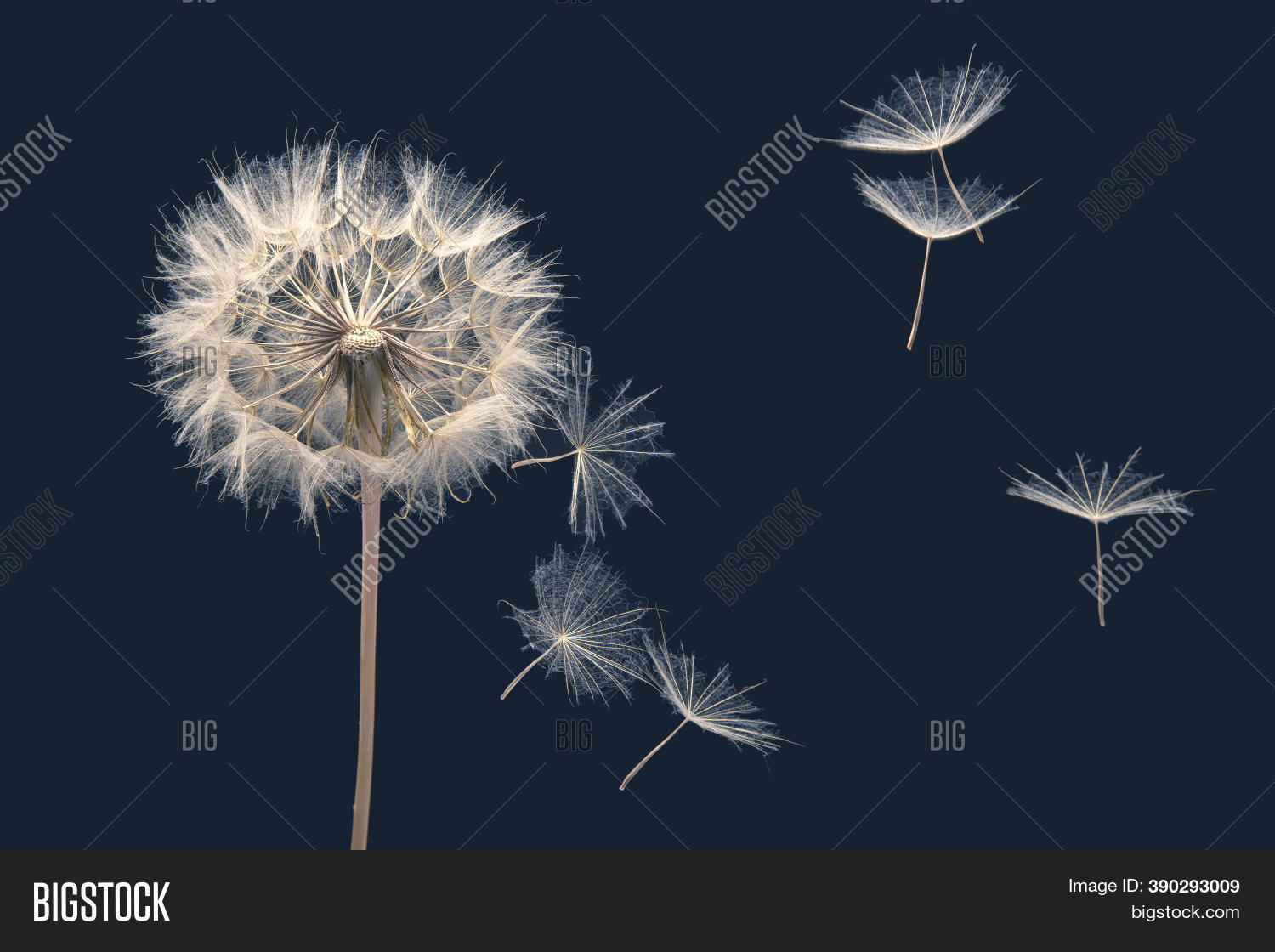 Flying Dandelion Seeds Image & Photo (Free Trial) | Bigstock