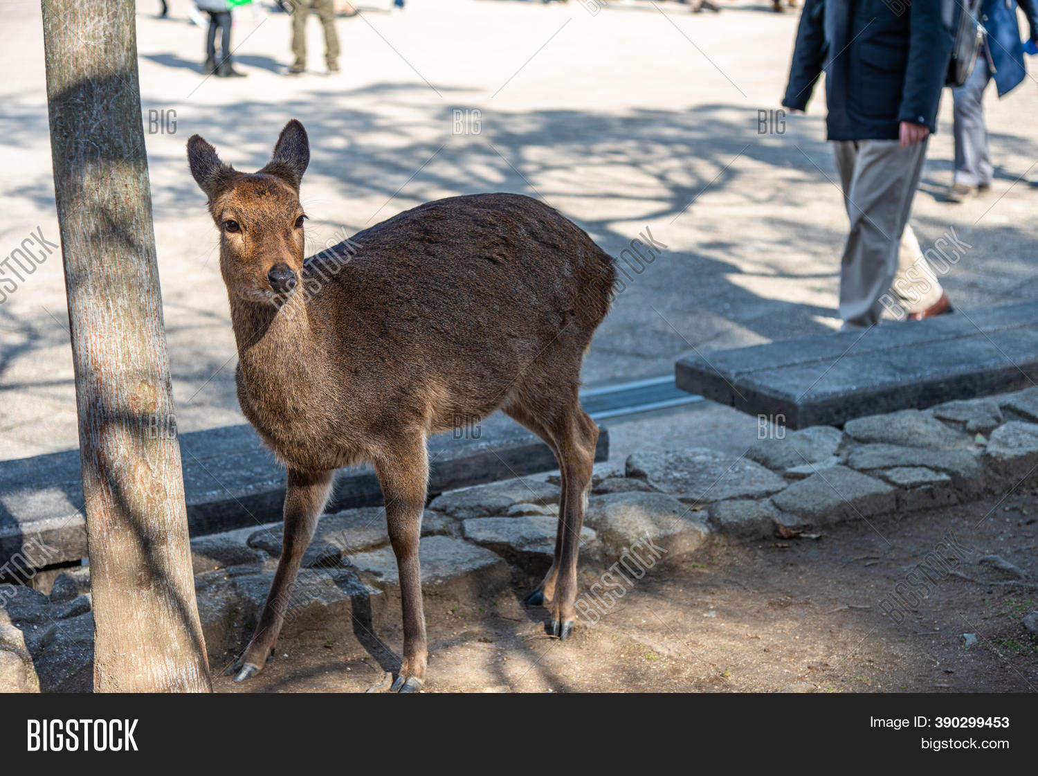 Close- Deer Relax Image & Photo (Free Trial) | Bigstock